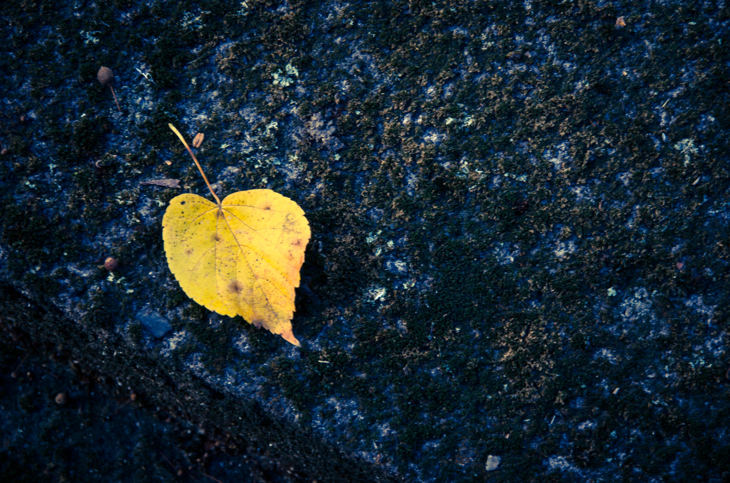 Healing VS. Curing - Good Grief Therapy and Yoga